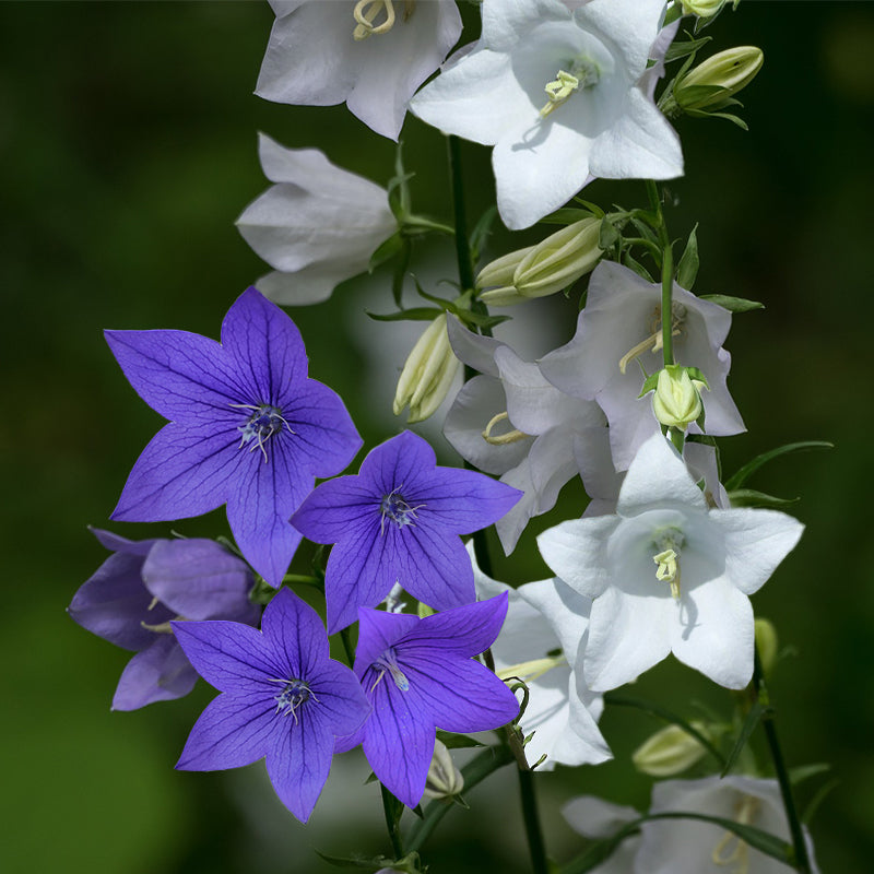 Bellflower Seeds - Campanula Carpatica Mix – Gardening Plants And Flowers