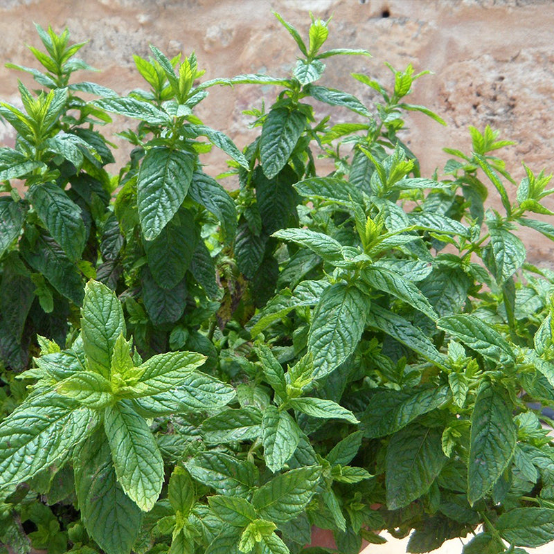 Mentha Seeds - Mint – Gardening Plants And Flowers