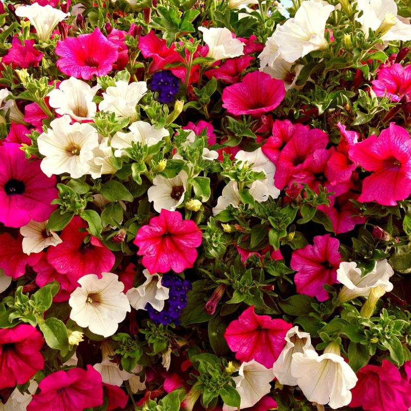 Petunia Nana Compacta Seeds - Dwarf Mix