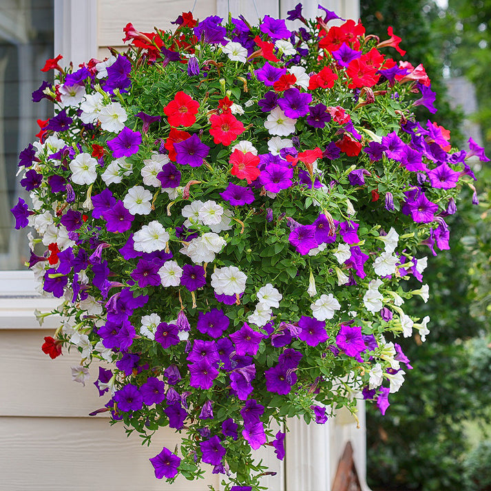 Petunia Nana Compacta Seeds - Dwarf Mix – Gardening Plants And Flowers