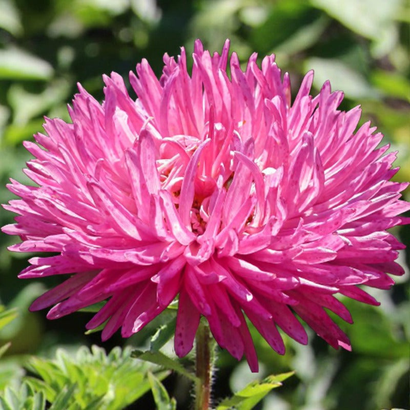 Pink Aster Seeds - Gremlin Dark Rose