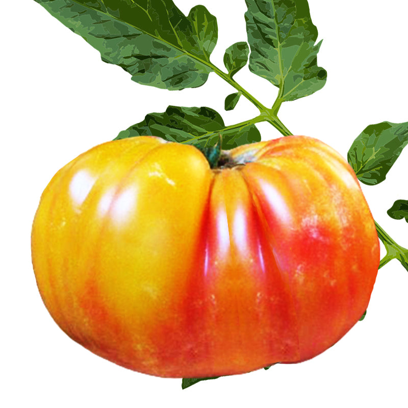 Tomato Flame Seeds - Heirloom Tomatoes