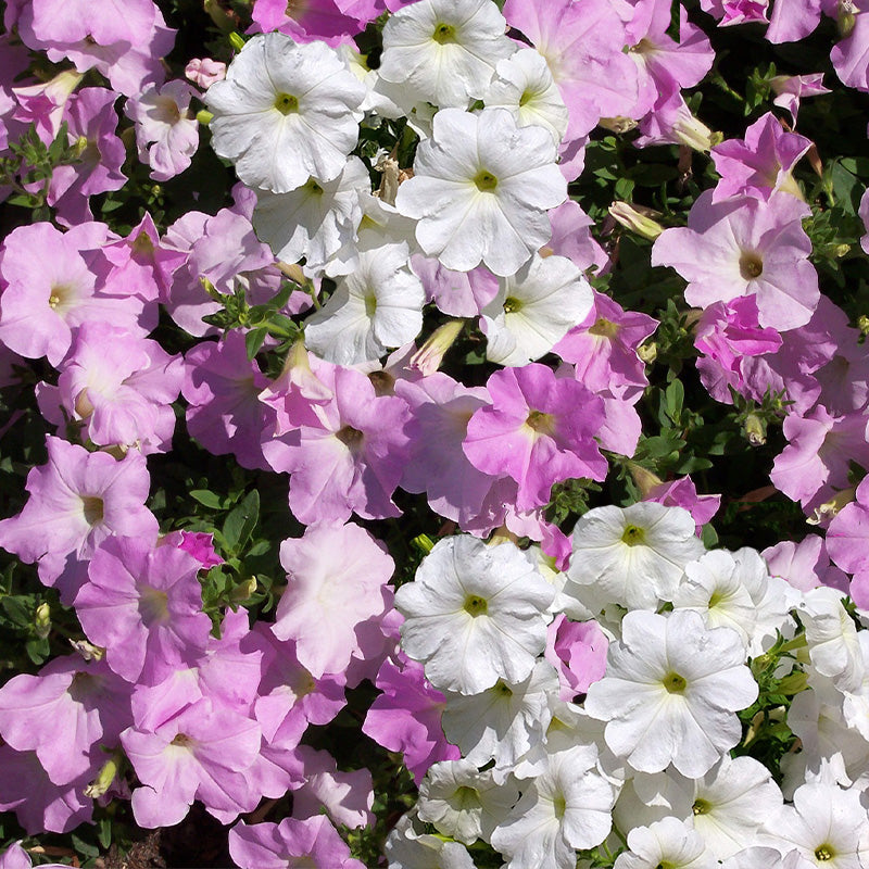 Petunia Seeds - Mixed Colors