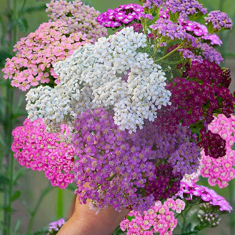 Yarrow Seeds - Colorado Mix - Achillea Millefolium