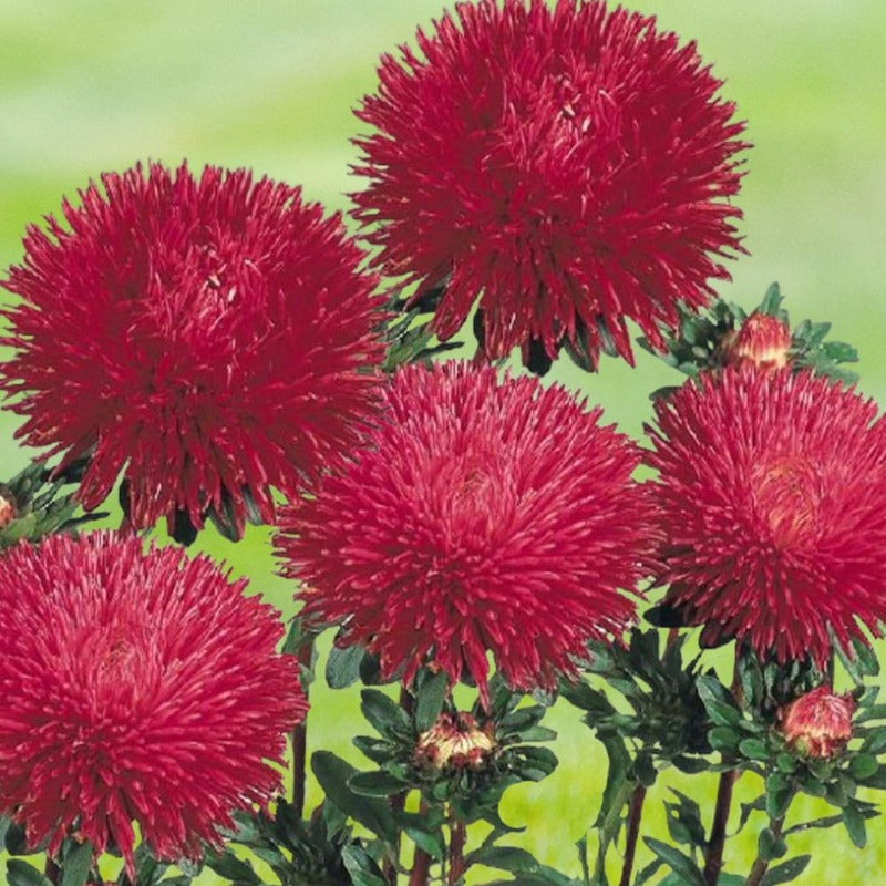 Red Aster Seeds - Tall Callistephus Gremlin Red