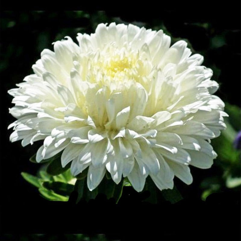 White Aster Seeds - Callistephus Tall Paeony Duchess White