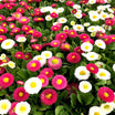 English Daisy Seeds - Bellis Perennis Super Enorma Mix – Gardening ...