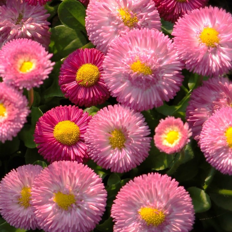 English Daisy Seeds - Bellis Perennis Super Enorma Mix – Gardening ...