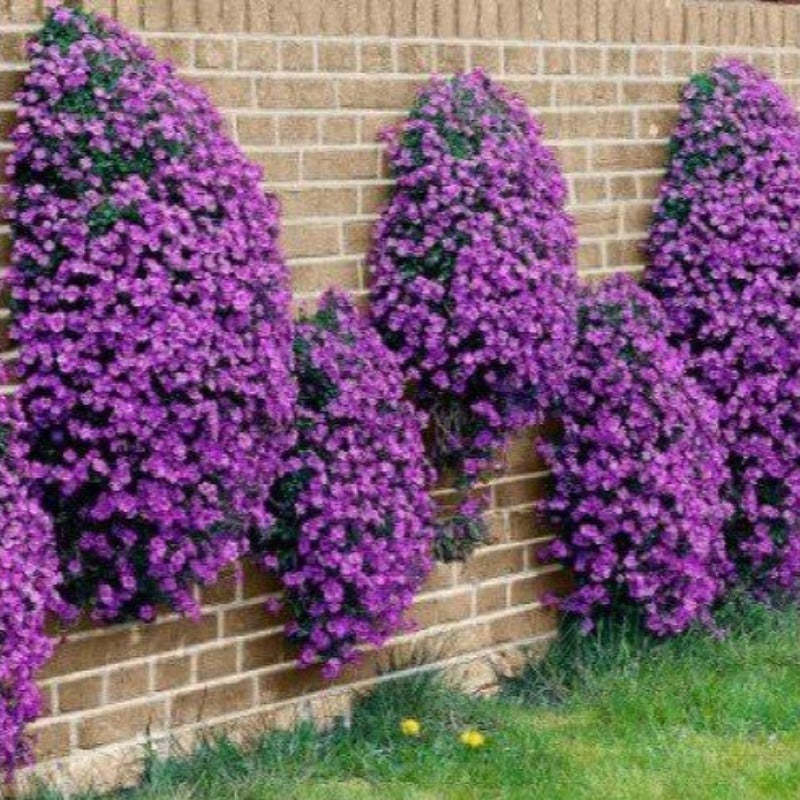Creeping Ground Cover Plants 200/100 Seeds Colorful Flowers – Gardening ...