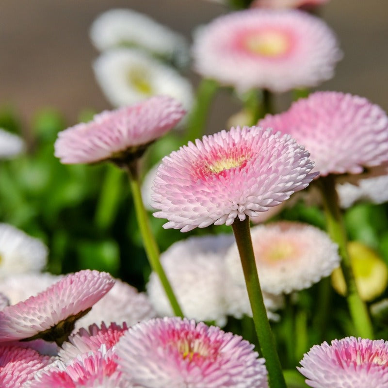 English Daisy Seeds - Bellis Perennis Super Enorma Mix – Gardening ...