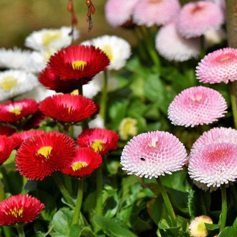 English Daisy Seeds - Bellis Perennis Super Enorma Mix – Gardening ...