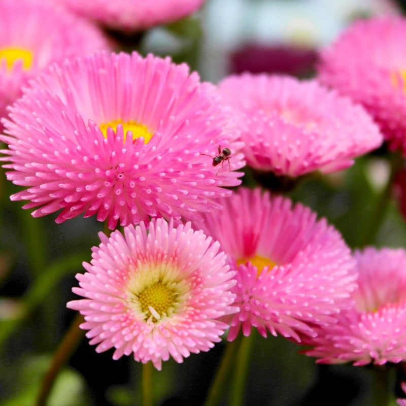 English Daisy Seeds - Bellis Perennis Super Enorma Mix – Gardening ...