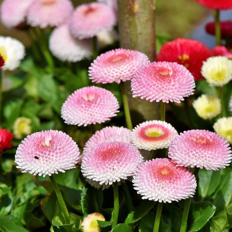 English Daisy Seeds - Bellis Perennis Super Enorma Mix – Gardening ...
