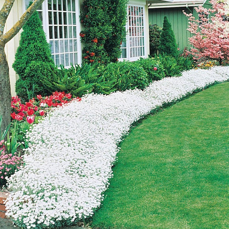 Alyssum Seeds - Lobularia Maritima Sweet Alyssum - Ground Cover Plants