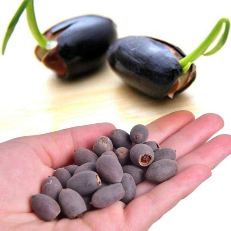 Sacred Lotus Seeds - Nelumbo Nucifera