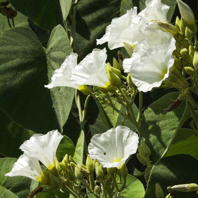 Moonflower Seeds - Tall Night Flowering Annual Vine - Ipomoea Alba