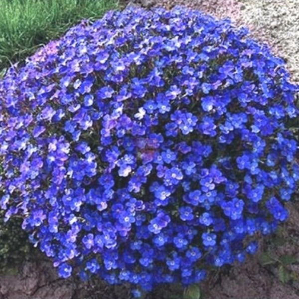 Creeping Ground Cover Plants 200/100 Seeds Colorful Flowers – Gardening ...