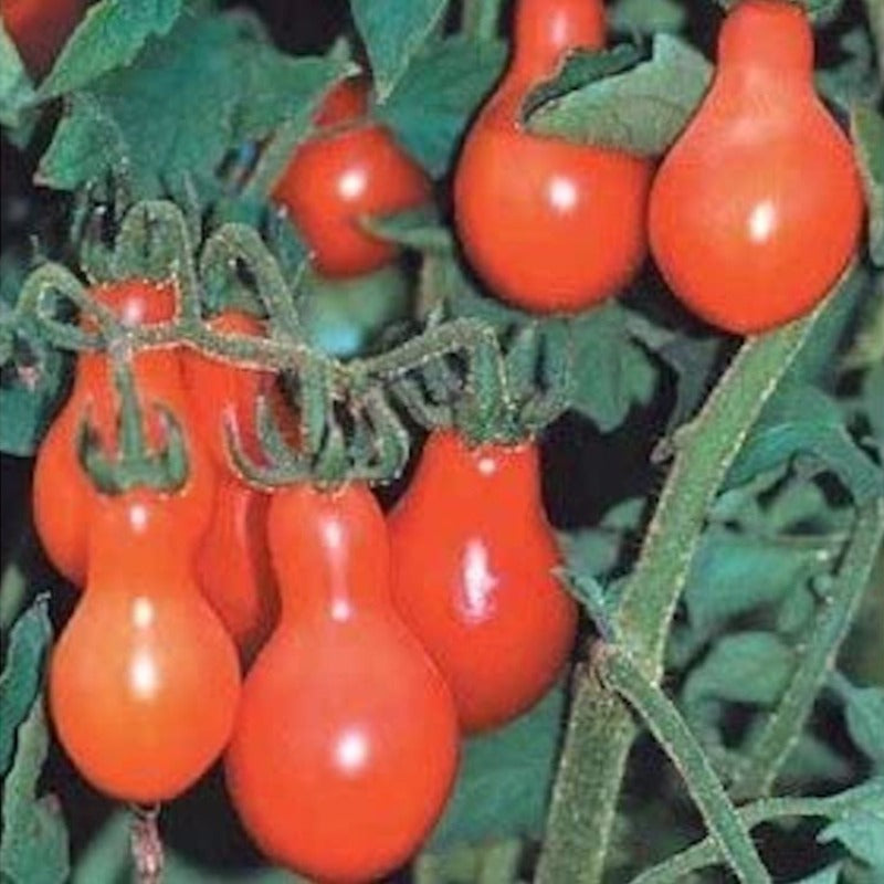 Red Pear Cherry Tomato Seeds (Lycopersicon Esculentum)