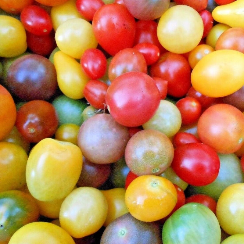 Tomato Rainbow Cherry Mix Seeds - Colorful Heirloom Blend