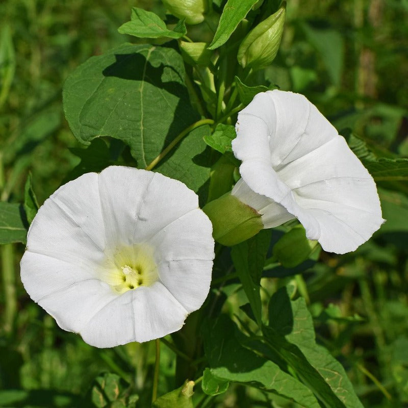 Moonflower Seeds - Tall Night Flowering Annual Vine - Ipomoea Alba