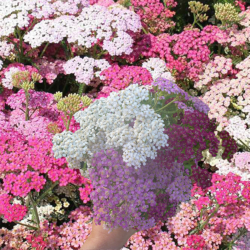 Yarrow Seeds - Colorado Mix - Achillea Millefolium